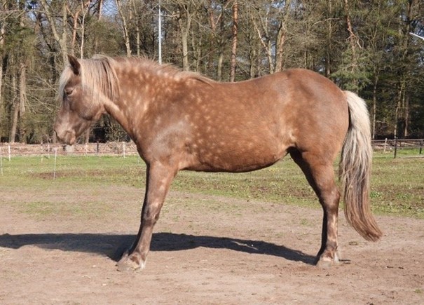 Hoefbevangenheid – NVvH